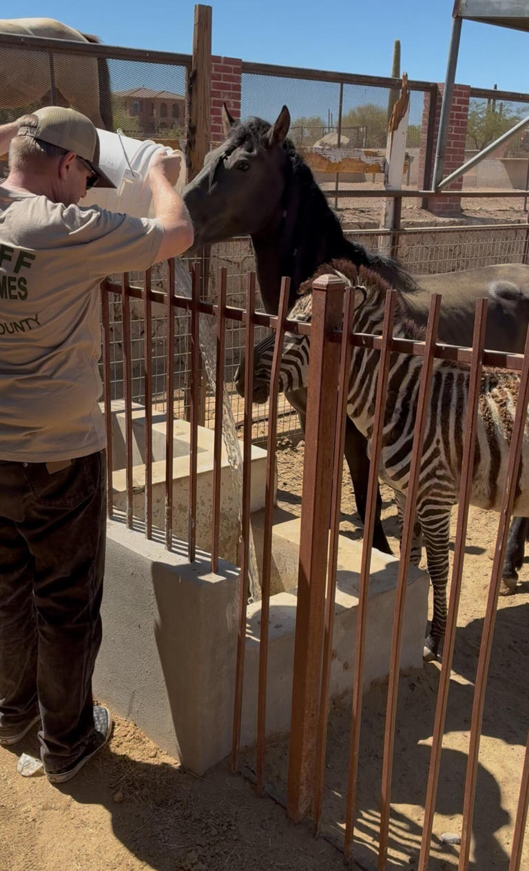 Zebra, camels, peacocks among 50+ neglected animals rescued in Rio ...