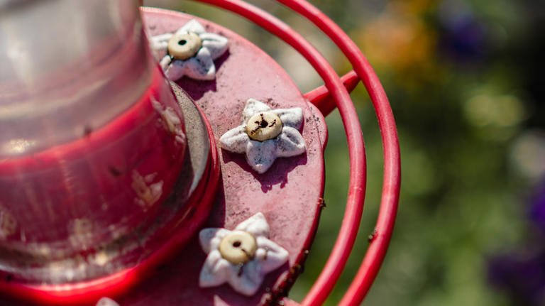 A Simple Swap That'll Keep Ants Out Of Your Bird Feeder