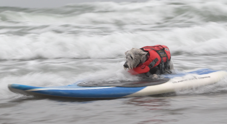 World Dog Surfing Championship returns to Pacifica