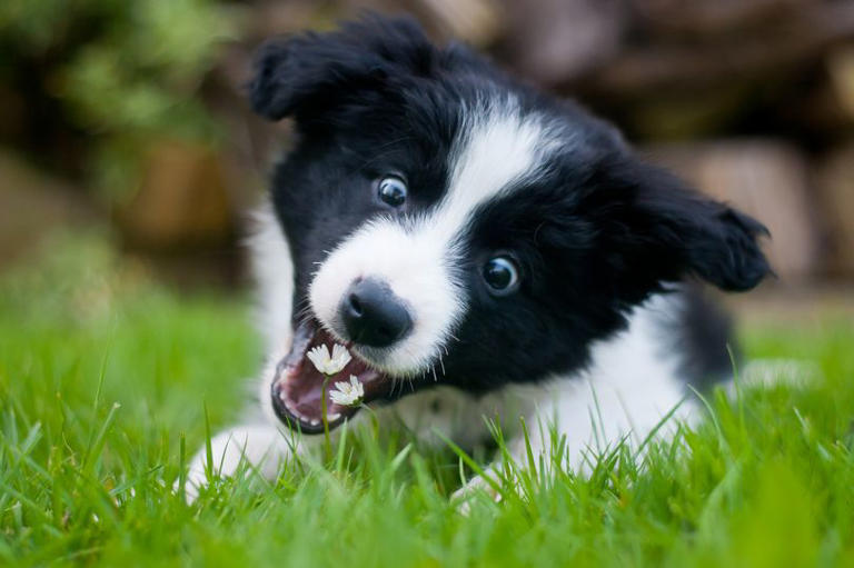 People are only just learning how dog's memory really works – and it's ...