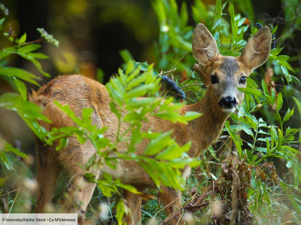Ne la confondez plus avec la biche ! Voici le vrai nom de la femelle du ...