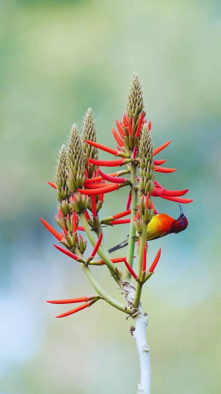 9 Himalayan birds that are stunningly beautiful