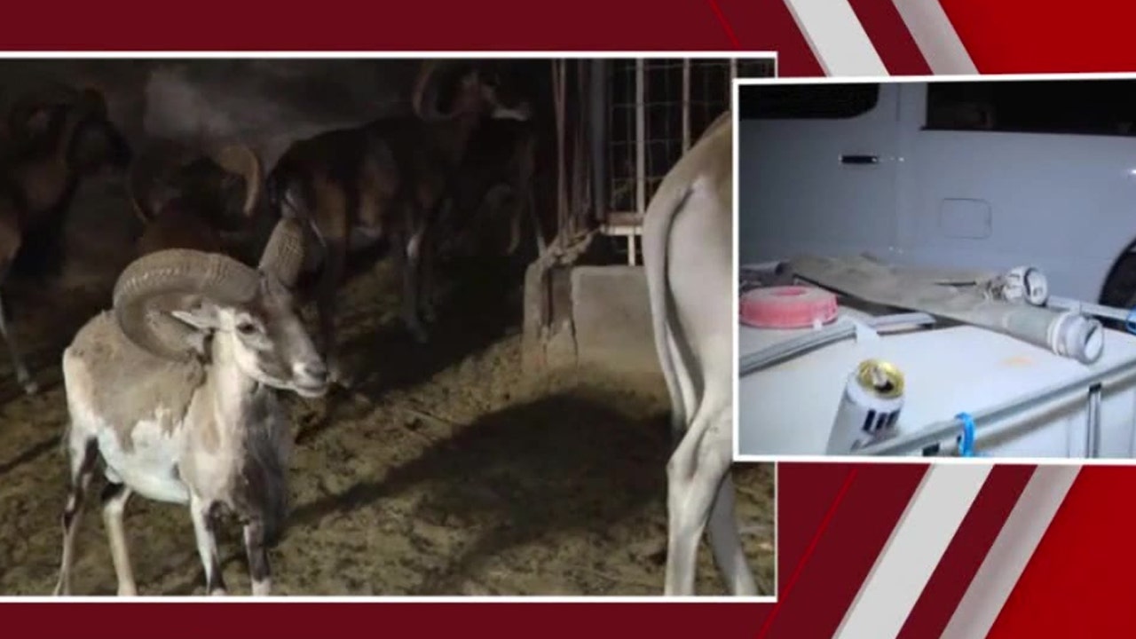 Exotic animals rescued from 'heartbreaking conditions' at Rio Verde farm
