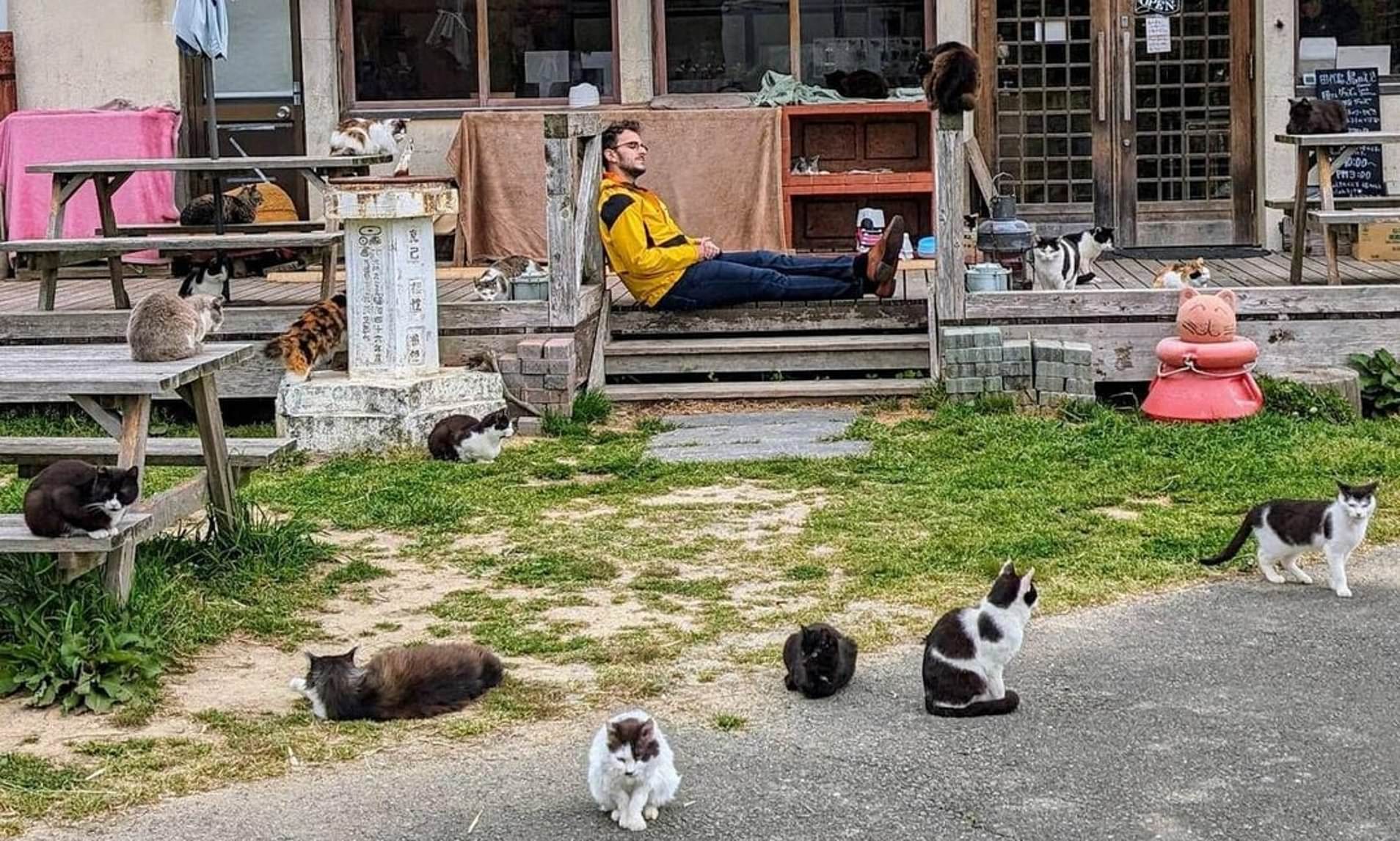 Feline photo leaves people scratching their heads - how many cats can ...