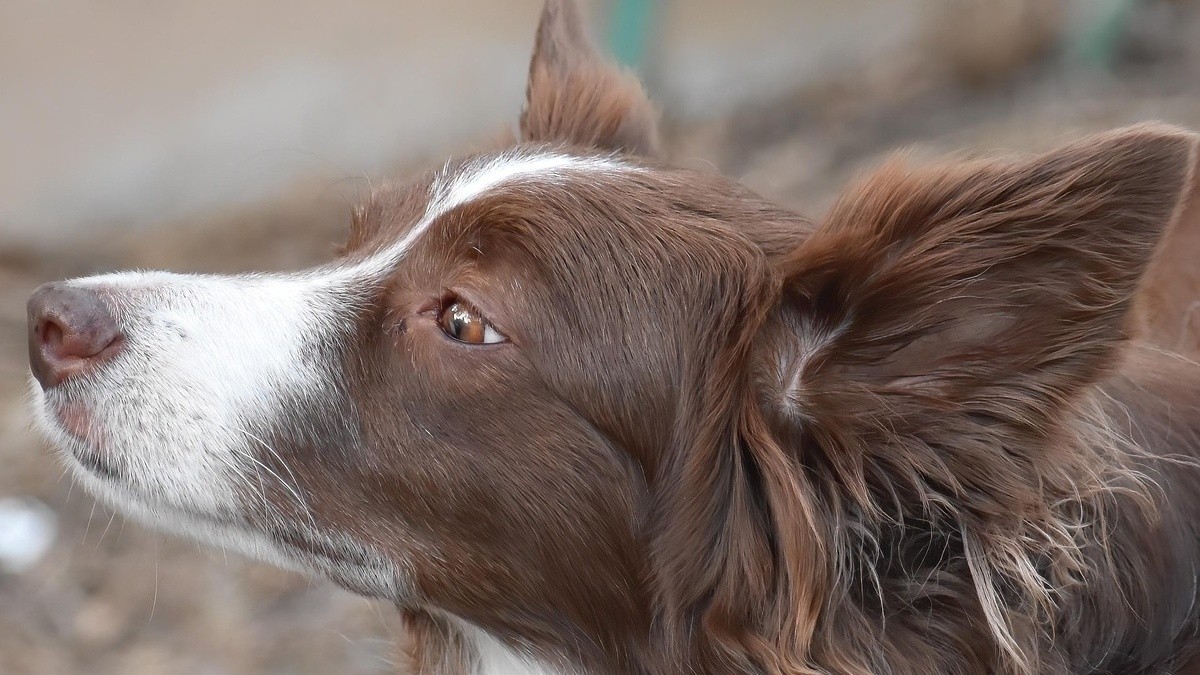 8 dog breeds that people with high IQs tend to prefer