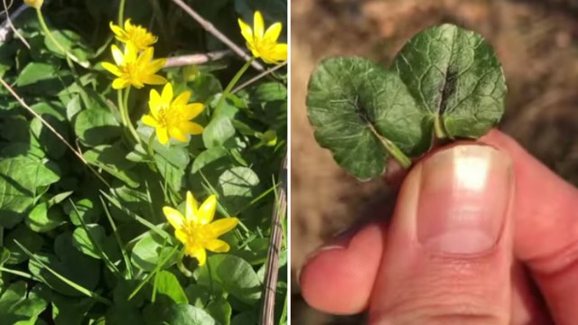 Expert issues warning over seemingly innocent plant spreading across US ...