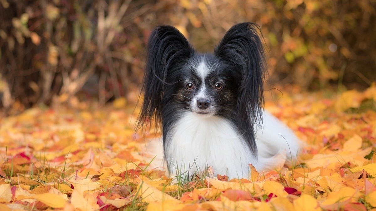 8 dog breeds that people with high IQs tend to prefer