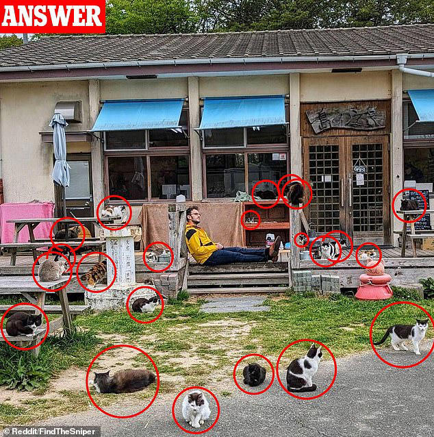 Feline photo leaves people scratching their heads - how many cats can ...