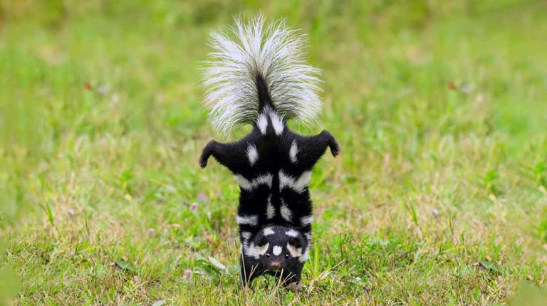 6 Things You Didn’t Know About Pet Skunks