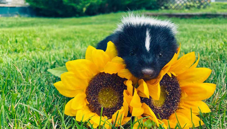 6 Things You Didn’t Know About Pet Skunks