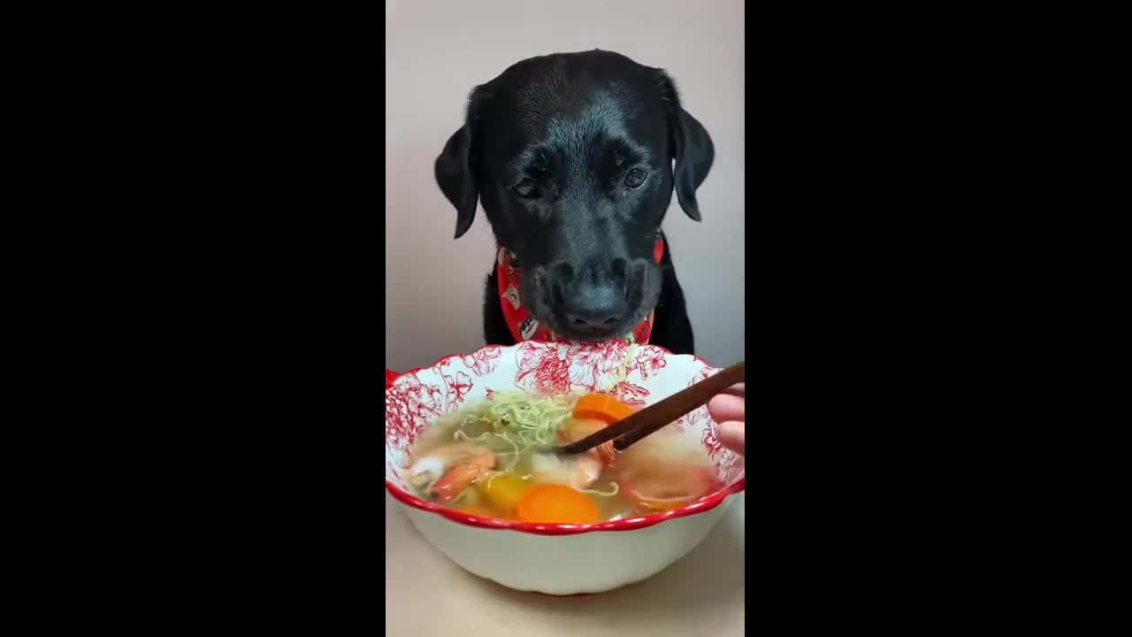 Dog enjoys seafood noodle bowl in Hunan, China