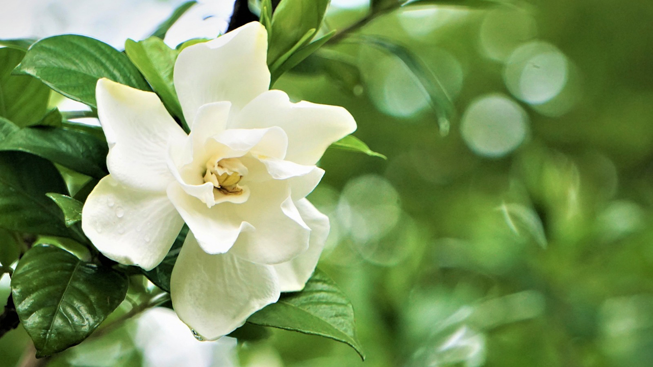 8 Flowers To Grow That Help With Depression