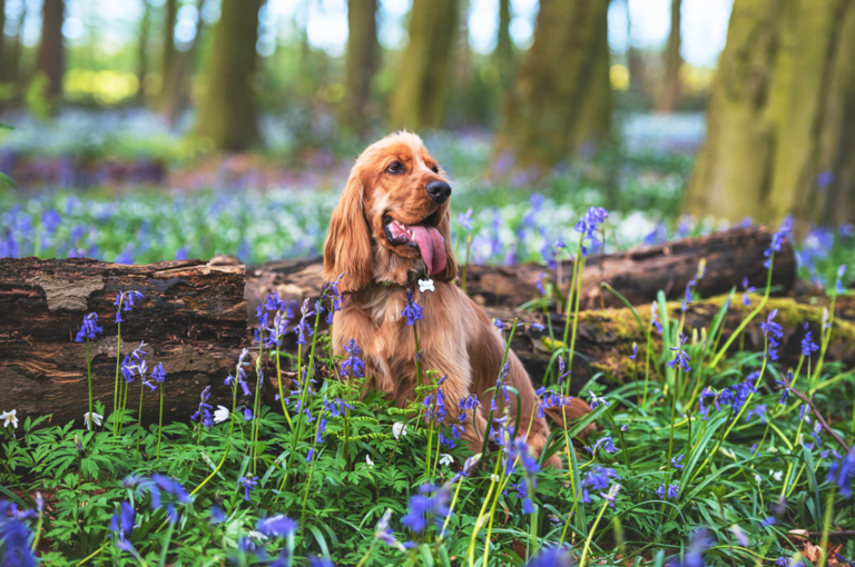 7 Cottagecore Dog Breeds Perfect for Rustic Souls and Settings