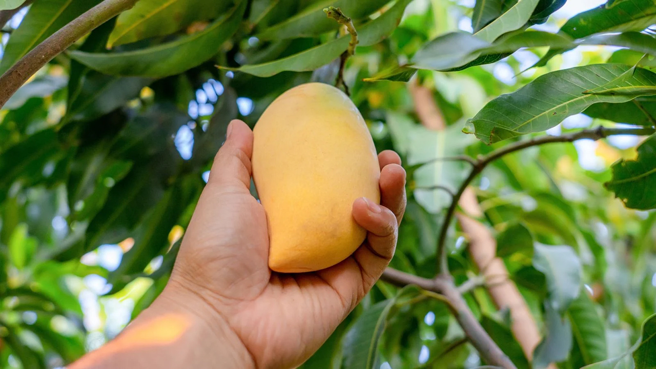 9 Things You Should Know Before Growing Your Own Mangoes