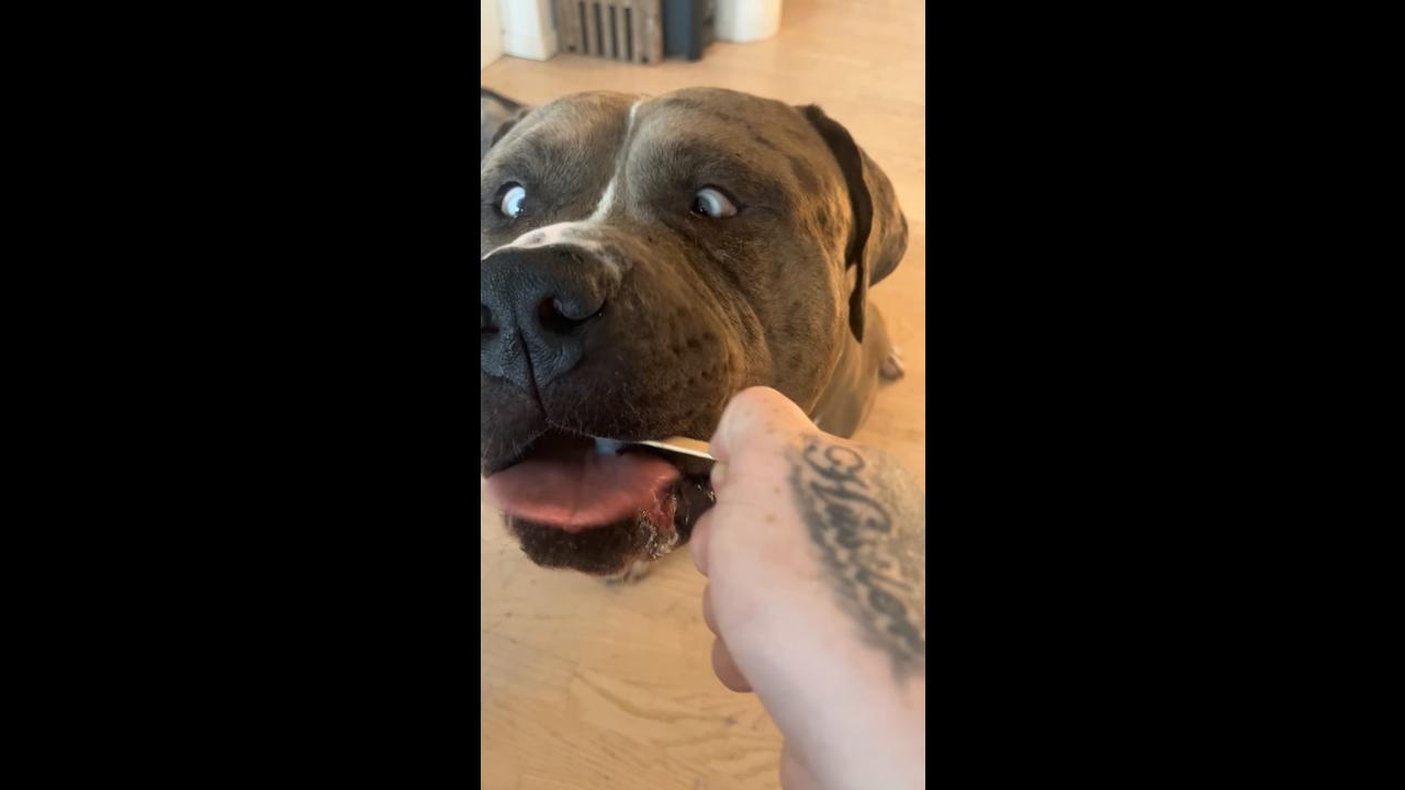Bully Dog Enjoys a Popsicle