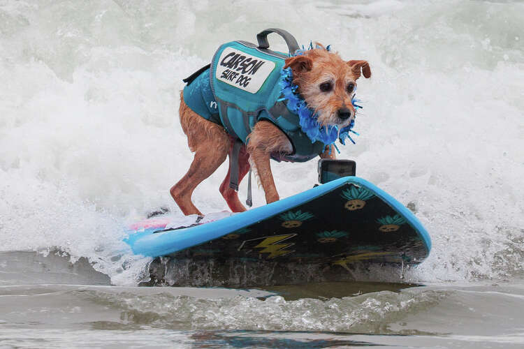 Surfing dogs dodge big waves before huge crowd at Pacifica's world ...
