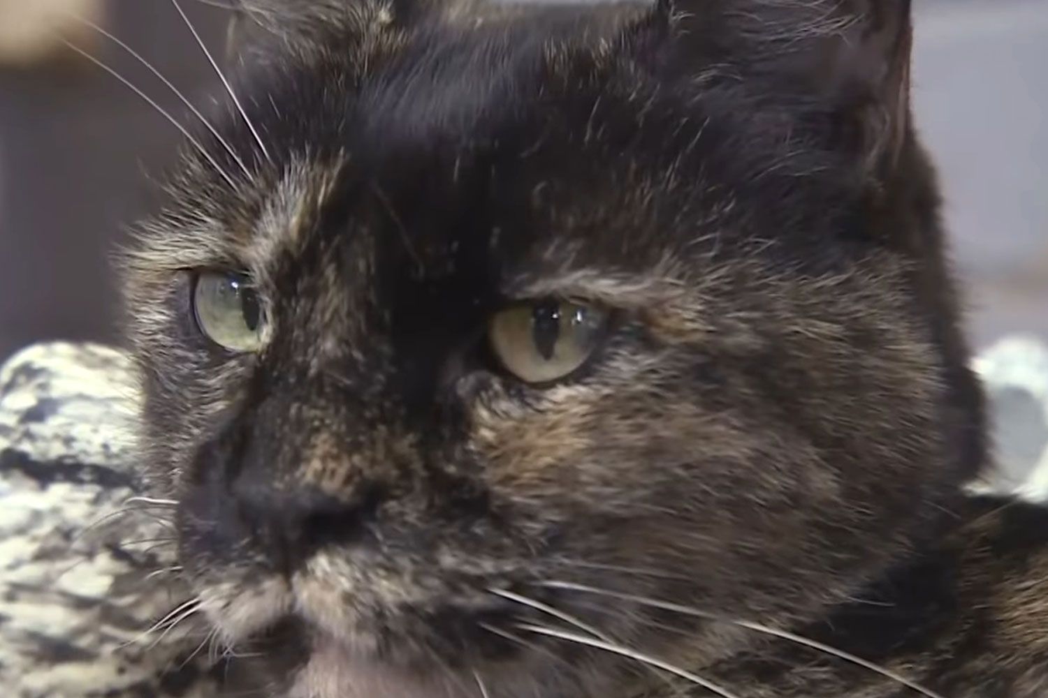 A Mail Carrier Was Caught on Camera Pepper-Spraying an Elderly Cat ...