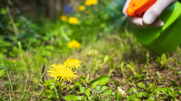 Think Twice Before Adding Soap To Your Weed Killer. Here's Why