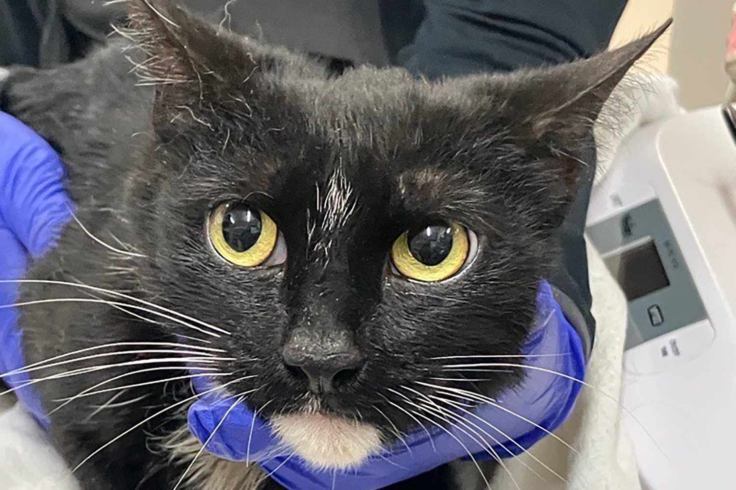 New Yorker Sees Cat Dart Across Subway Tracks as a Train Approaches ...