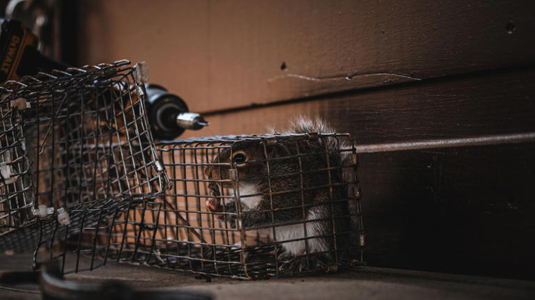 Simple Tips That'll Prevent Squirrels From Taking Over Your Attic