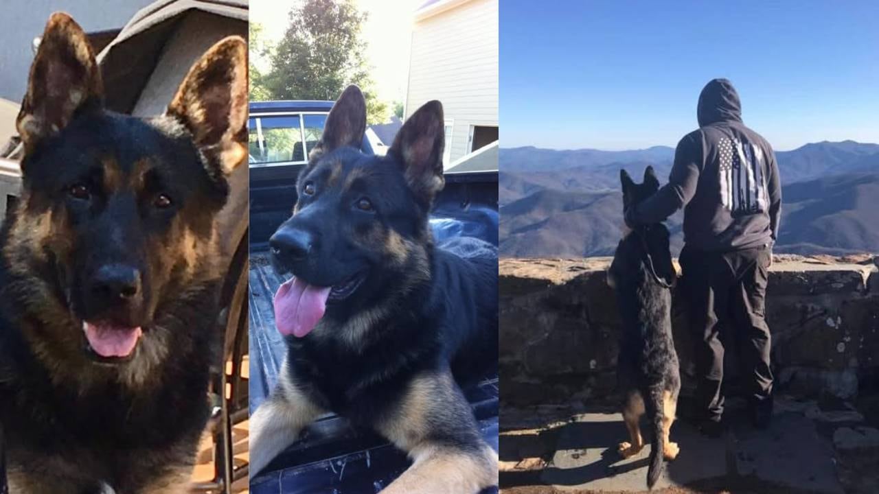 Gainesville police department mourns death of retired K9 officer