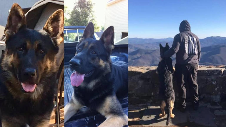 Gainesville police department mourns death of retired K9 officer