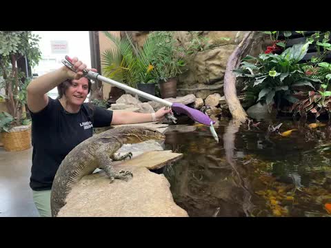 feeding croc monitors fish and shrimp!