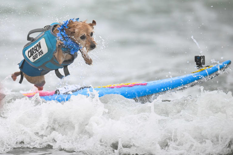 Daredevil pooches vie for the title of top dog at the annual World Dog ...