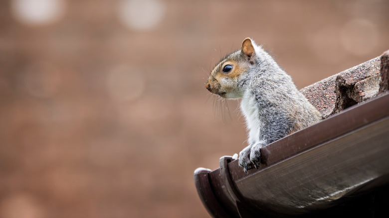 Simple Tips That'll Prevent Squirrels From Taking Over Your Attic