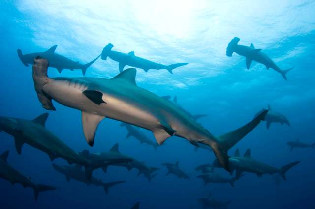 Researchers unveil real-time shark tracker that anyone can use ...