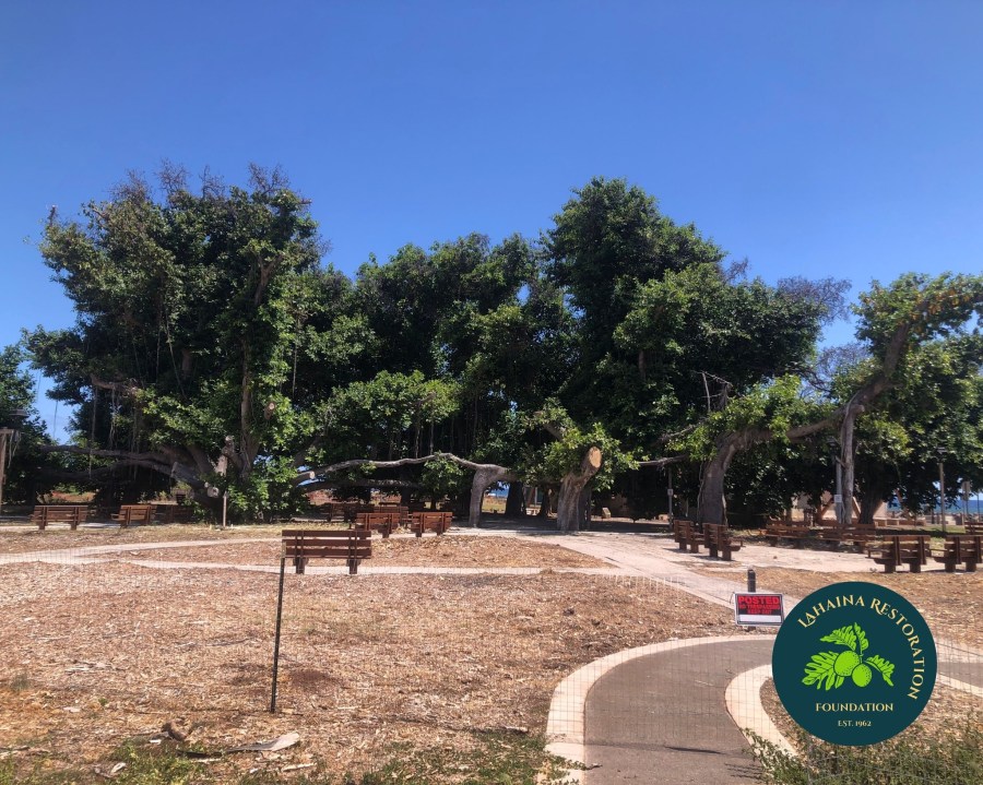 Lahaina’s historic Banyan Tree Park could re-open in several months