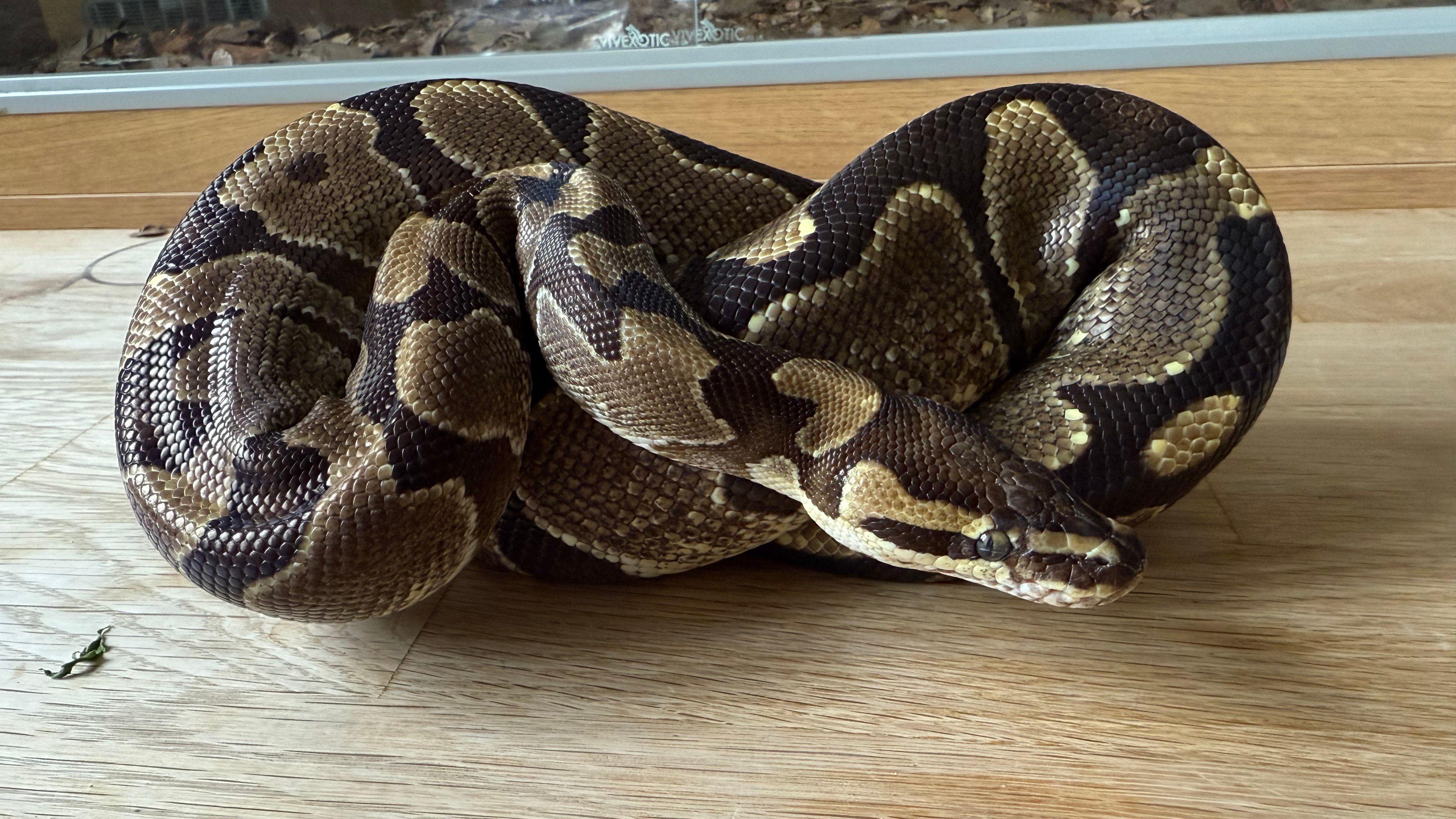 Python looking for 'forever home' after rescue