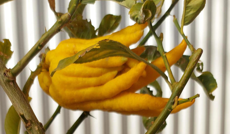 Guía completa para el cuidado y cultivo del limón Mano de Buda ...