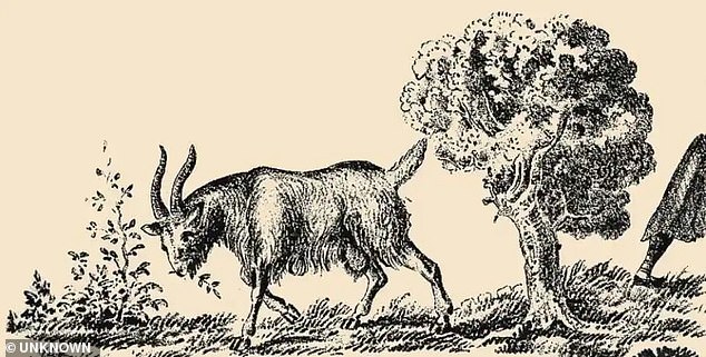 This picture of a goat has a woman hidden in it - so, can you spot her?