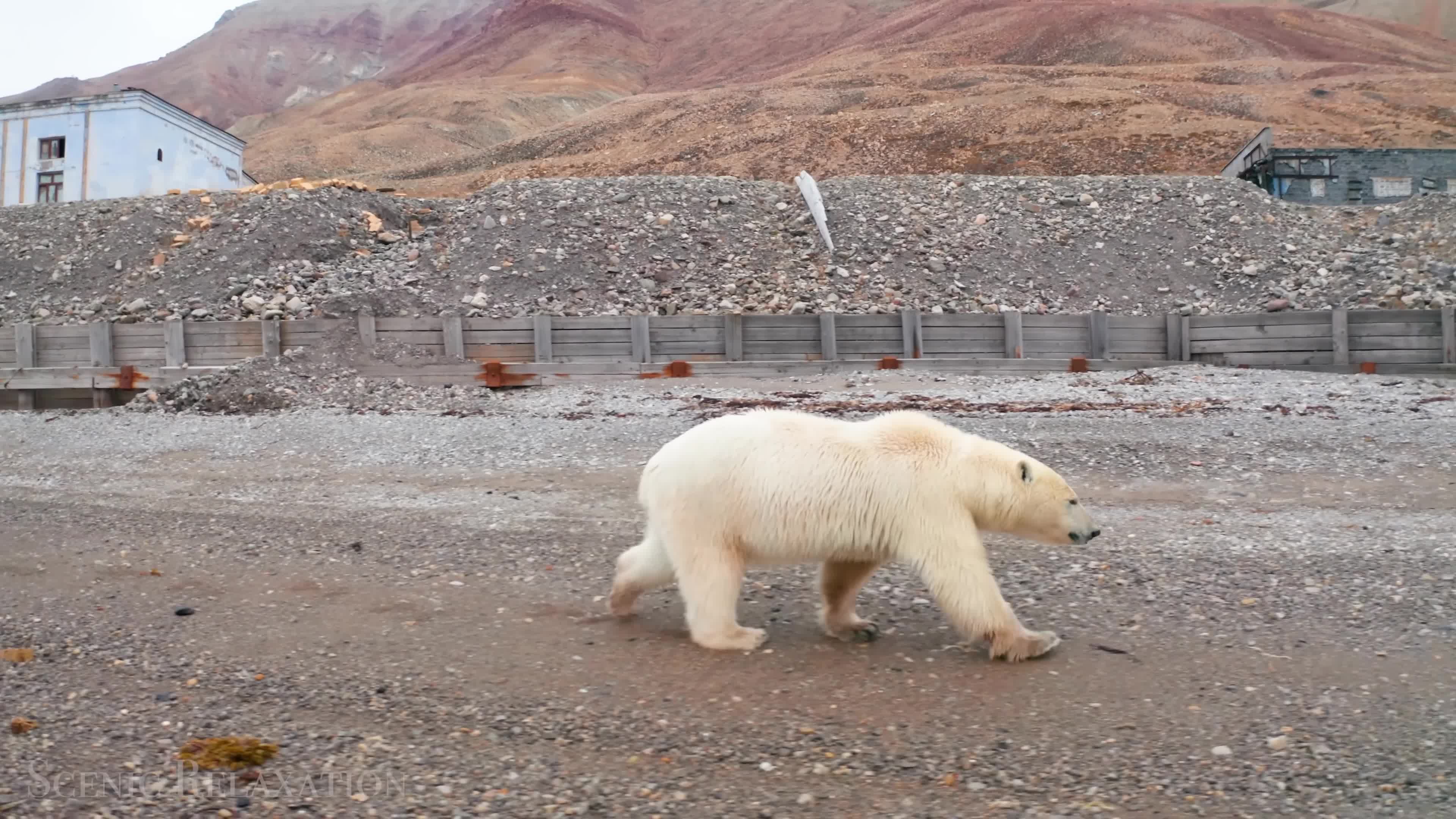 Exploration du Svalbard et du Finnmark – Norvège en 4K