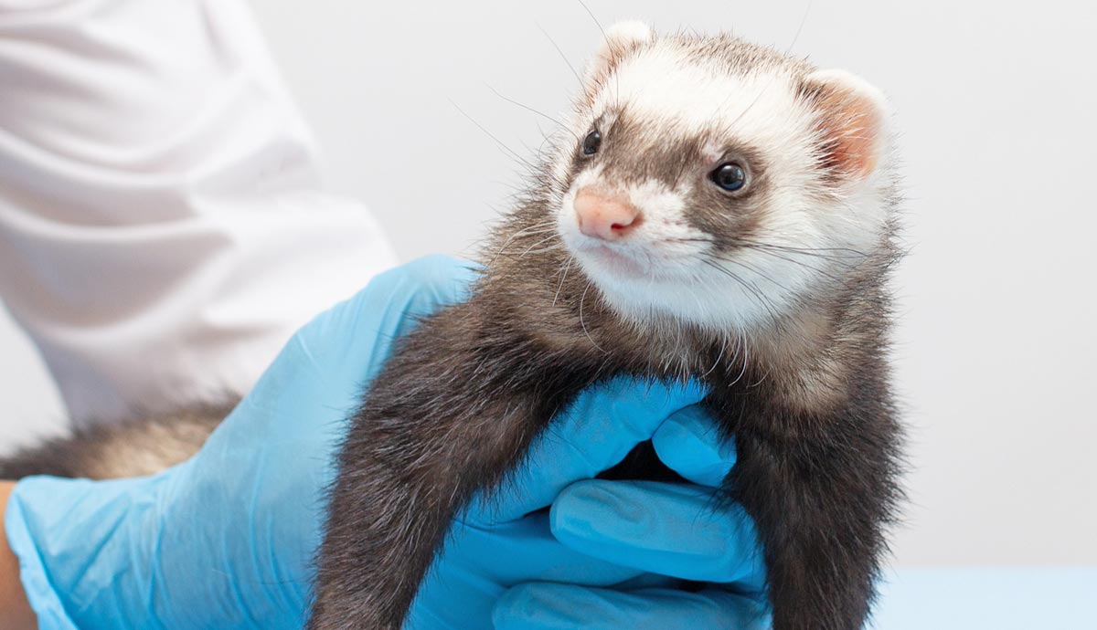 7 Health Conditions That Affect Pet Ferrets