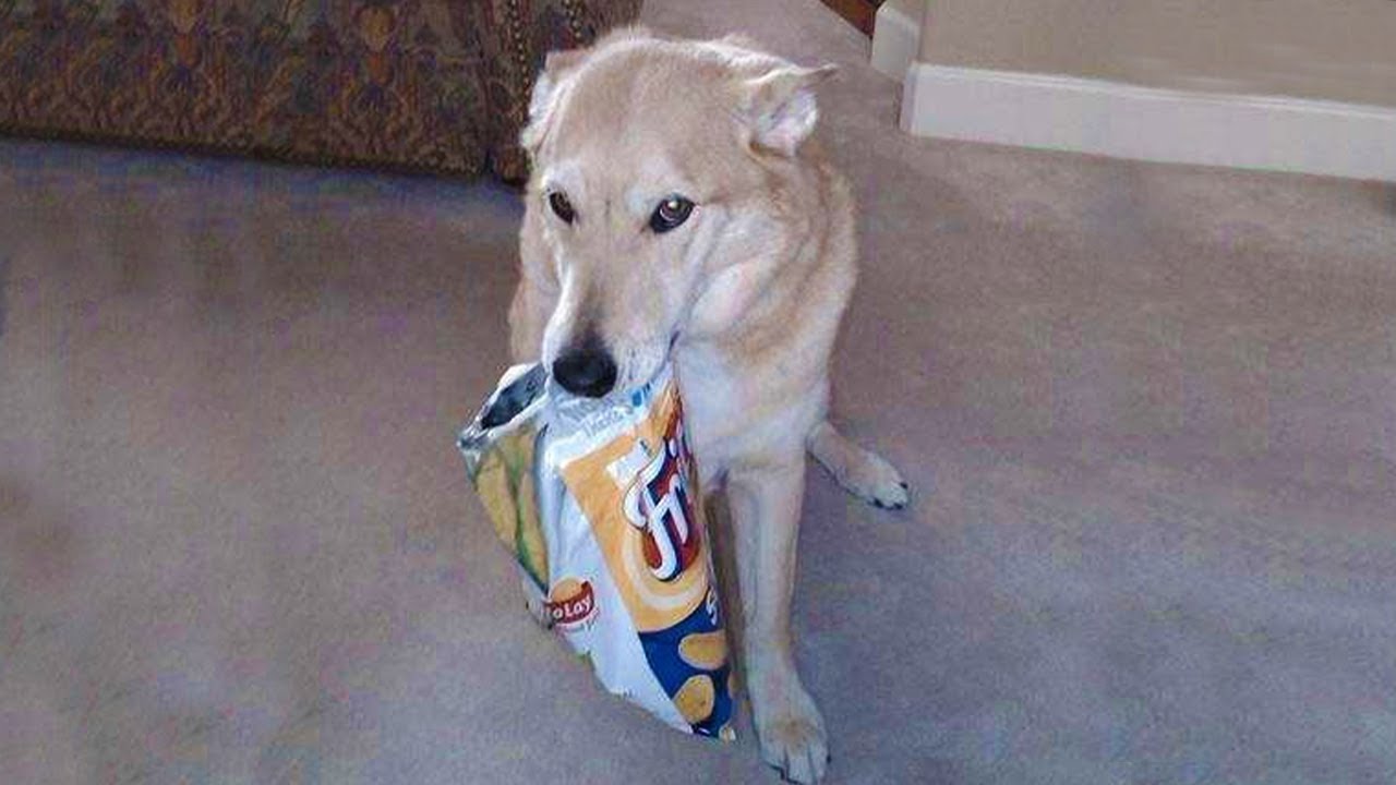 Hilarious dogs acting weird will make you laugh for hours