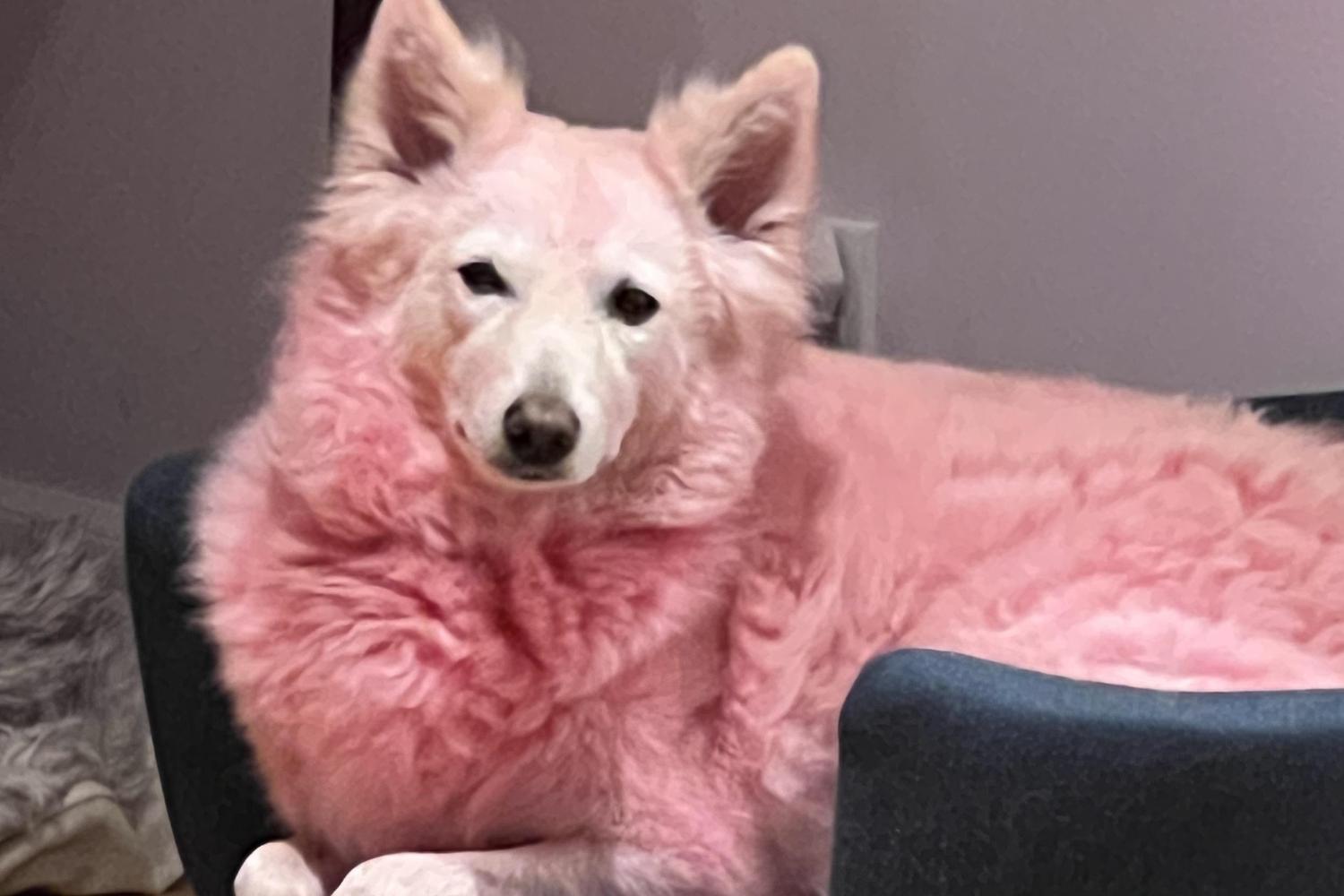 Woman uses her conditioner on dog—discovers she should've read instructions