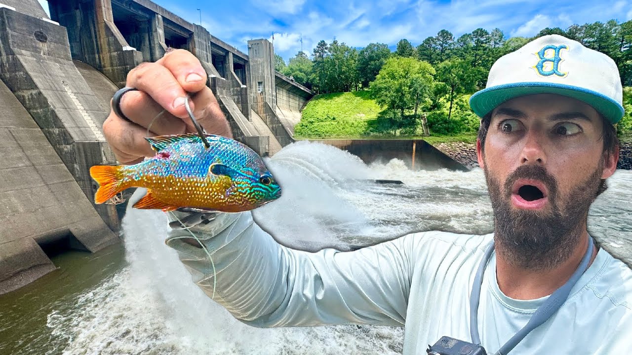 Live sunfish dropped into flooded spillway causes problem