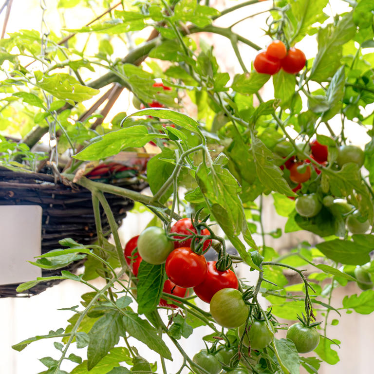 Tabletop veg is set to be big this year, according to the RHS – 7 of ...