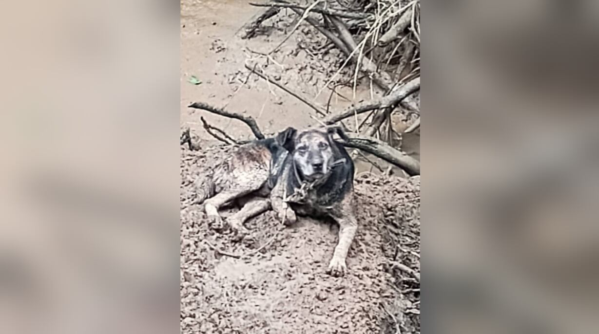 Rescue crews save dog stranded on island in TN river