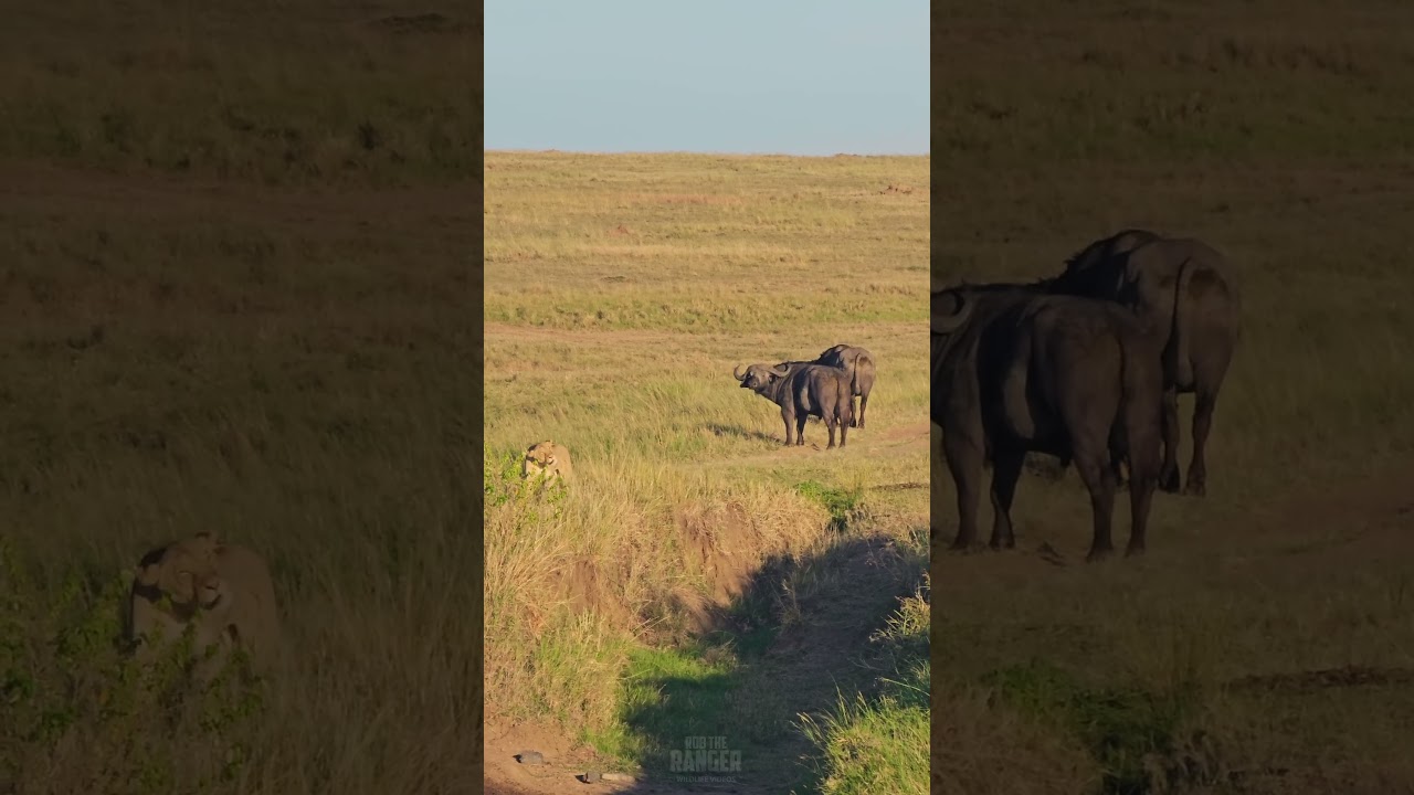 Lioness Walks Right Past Buffalo Without Flinching