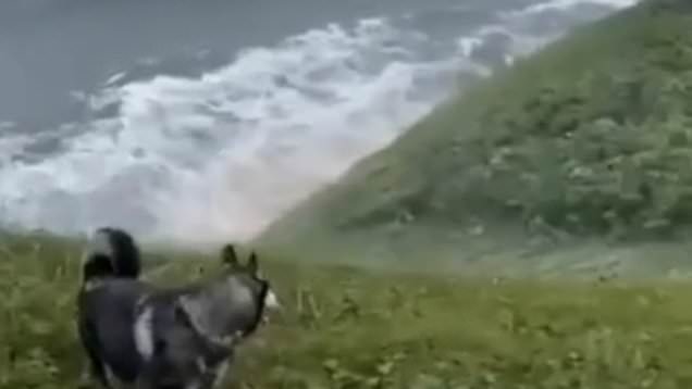 Man and his dog flee Russian tsunami waves in new footage after earthquake