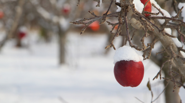 Fruit Trees You Didn't Know You Could Grow In Colder Climates ...