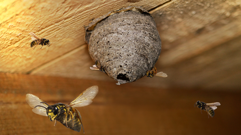 Why are wasps taking over garages? The 100% natural way to keep them out