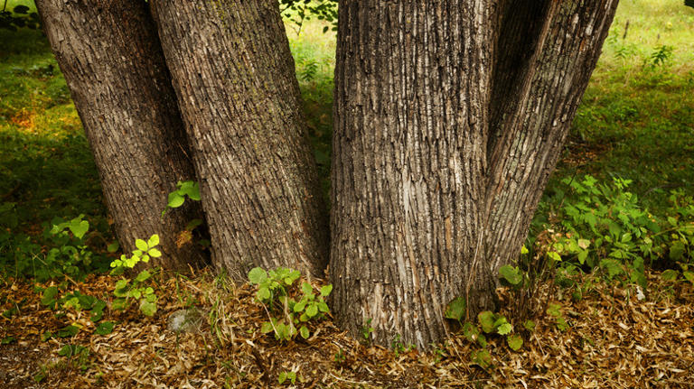 What It Means For A Tree's Health If It's Growing Multiple Trunks