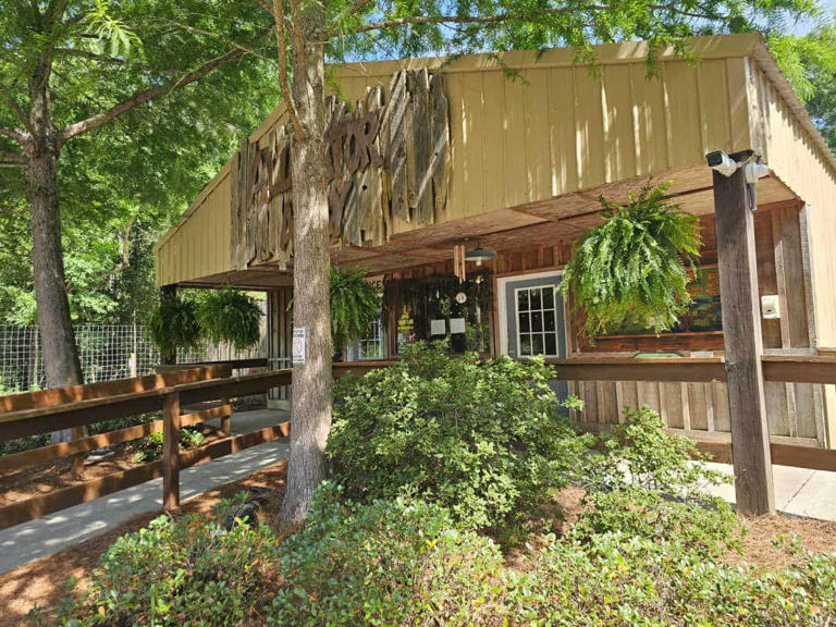 Alligator Alley Alabama