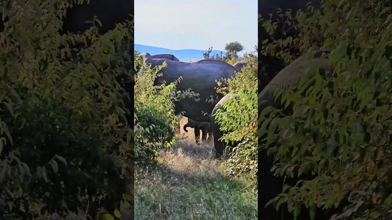 Caught in the Wild: Real-Life Elephant Sighting in Africa