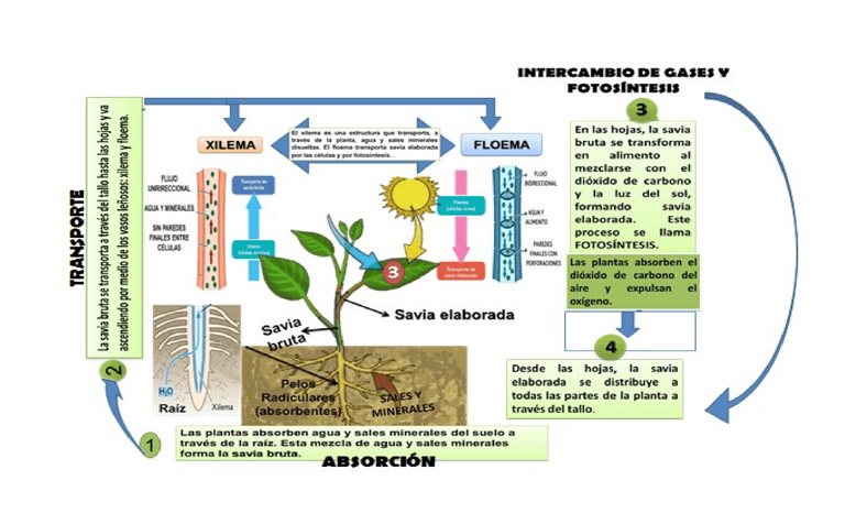 Cómo absorben los nutrientes las plantas: procesos, órganos y factores ...