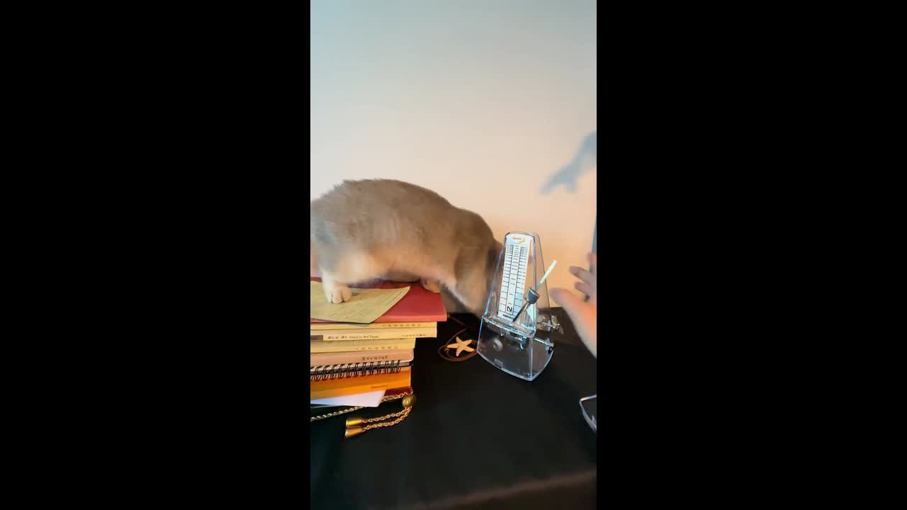 Cat reacts curiously to ticking metronome in Sichuan, China